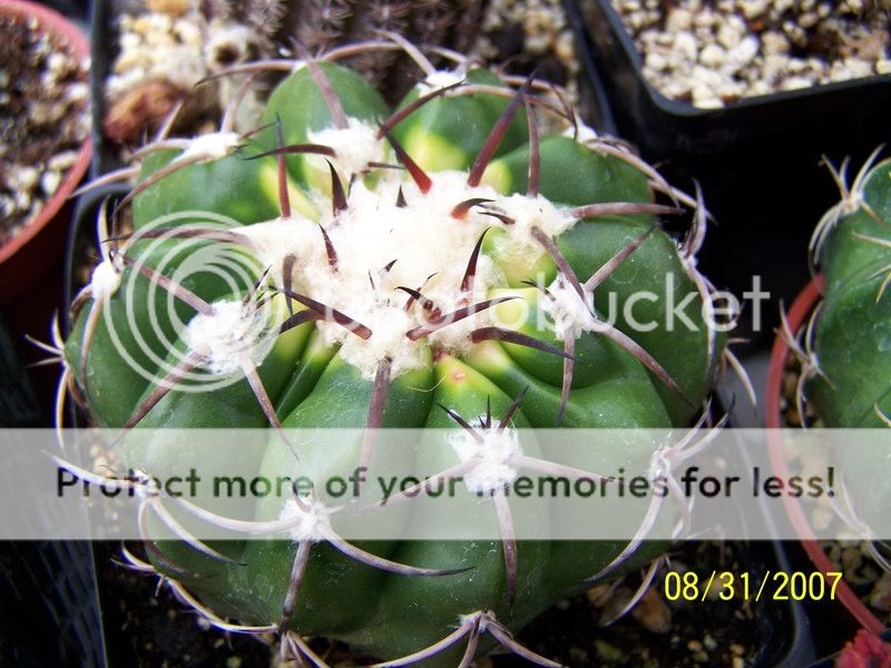 Discocactus placentiformis - CactiGuide.com