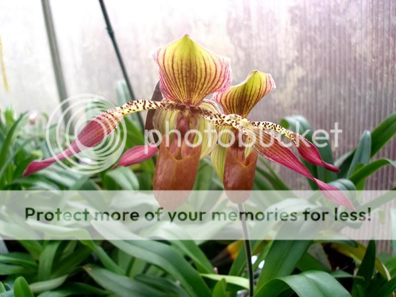 Paph Saint Low revisited | Slippertalk Orchid Forum