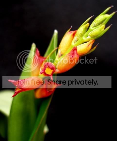 Cryptochilus sanguinea | Slippertalk Orchid Forum