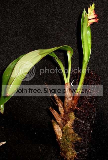 Cryptochilus sanguinea | Slippertalk Orchid Forum