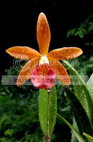 Blc Rustic Spots | Slippertalk Orchid Forum