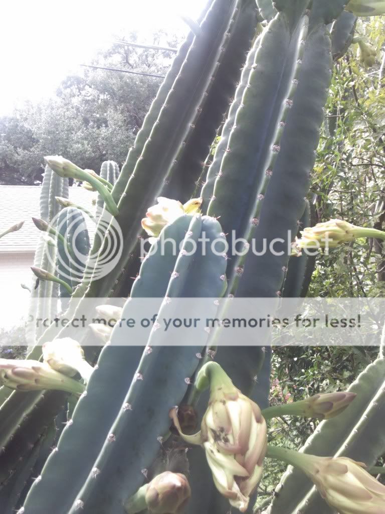 Florida Cactus? - CactiGuide.com