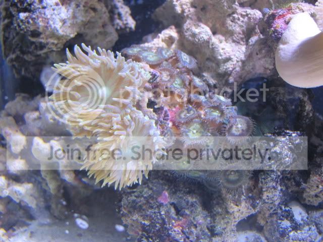 FS: Tyree Miami Hurricane, Candy Cane, Duncans, Ricordeas, Zoa's ...