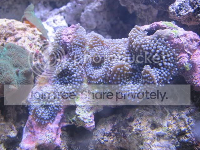 FS: Tyree Miami Hurricane, Candy Cane, Duncans, Ricordeas, Zoa's ...