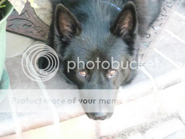 Curly tail for GSDs? | German Shepherds Forum