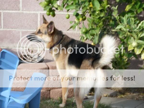 Curly tail for GSDs? | German Shepherds Forum