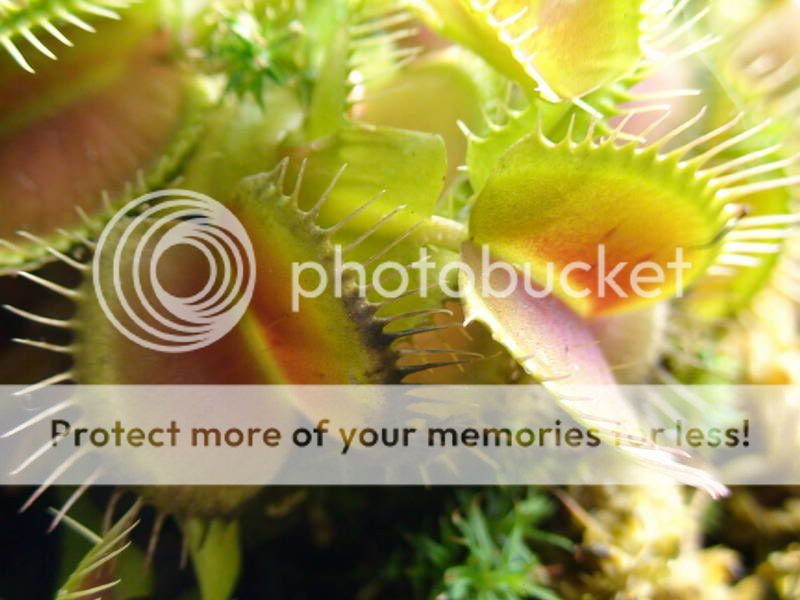 Eek! VFT with a mold or fungus infection? Virus infection? - FlyTrapCare Forums