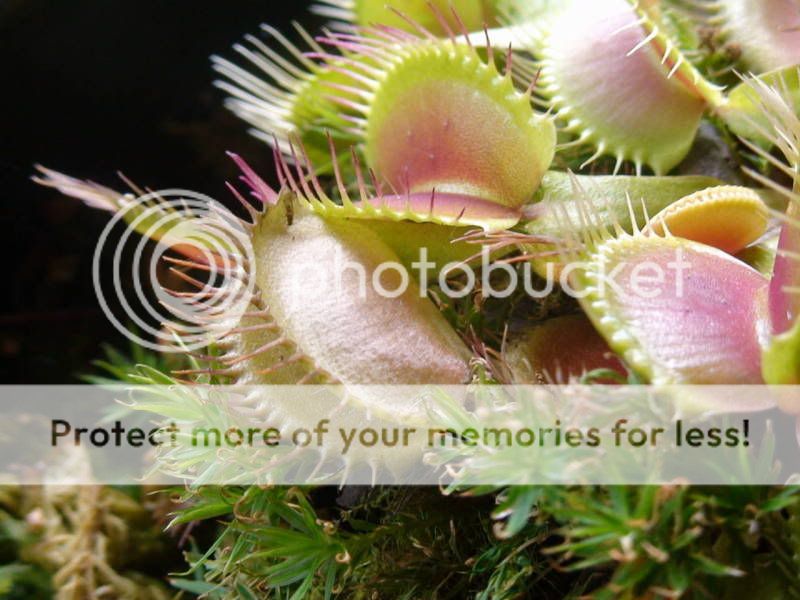 Eek! VFT with a mold or fungus infection? Virus infection? - FlyTrapCare Forums