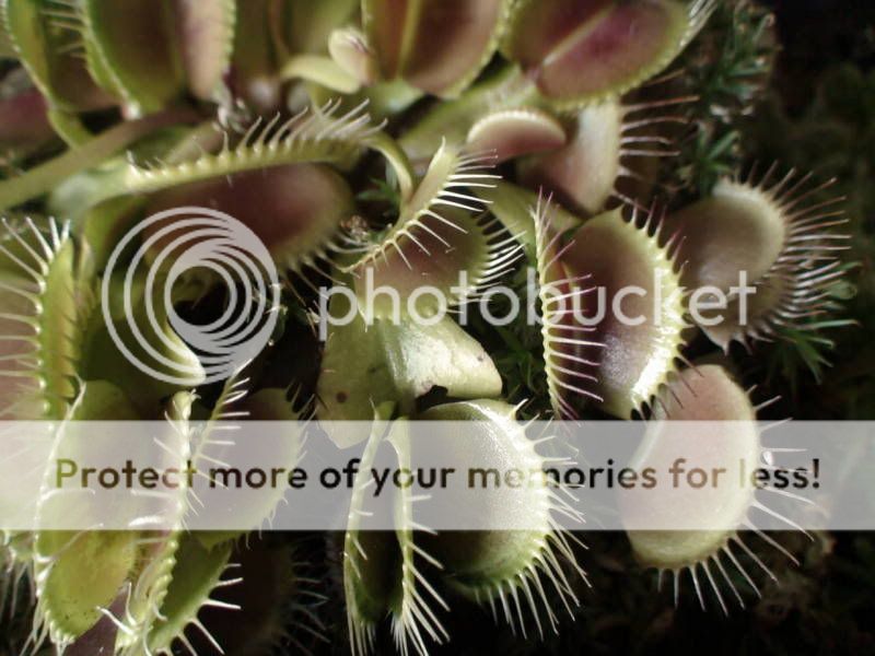 Eek! VFT with a mold or fungus infection? Virus infection? - FlyTrapCare Forums