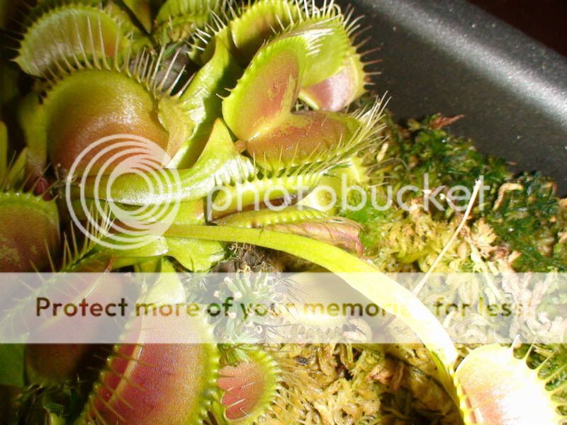 Eek! VFT with a mold or fungus infection? Virus infection? - FlyTrapCare Forums