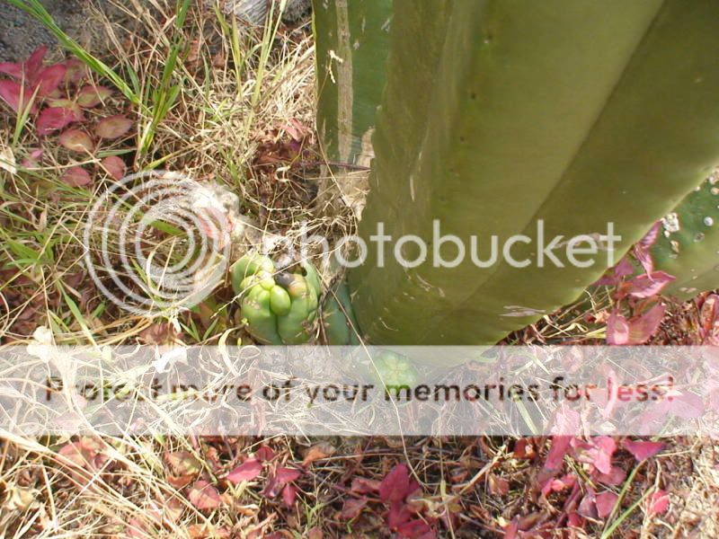 Sick Cactus? - FlyTrapCare Forums