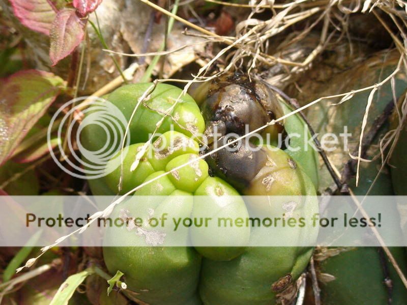 Sick Cactus? - FlyTrapCare Forums