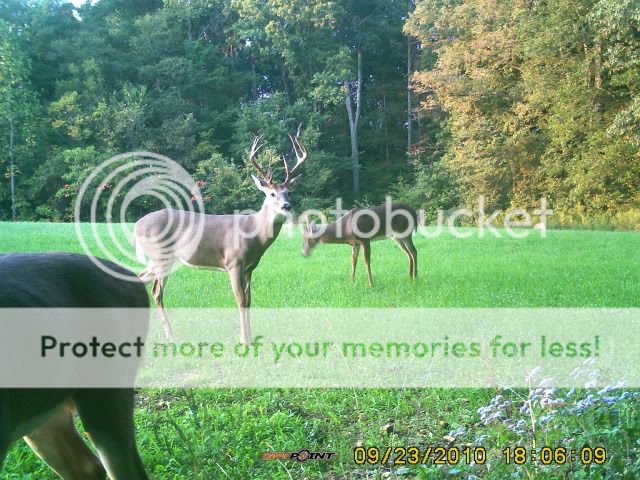 Tennessee 11 Point Down (New Breed Genetix draws blood) | Archery Talk ...