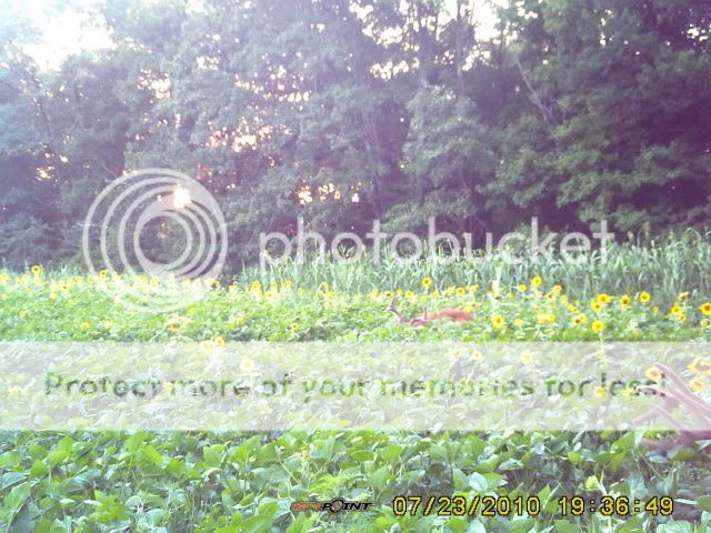 Tennessee 11 Point Down (New Breed Genetix draws blood) | Archery Talk ...