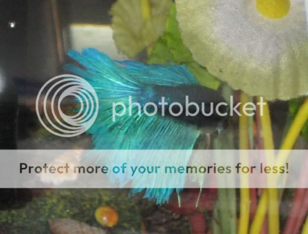 My Betta has Fin Rot (pictures) | Betta Fish Forum