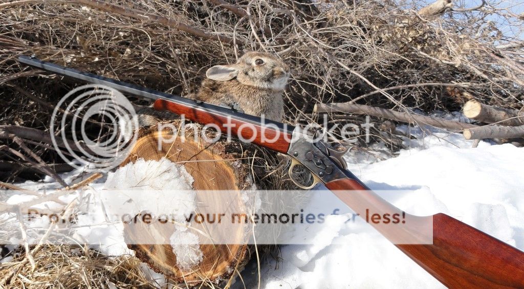 The Perfect .22 Hornet? | Rimfire Central Firearm Forum