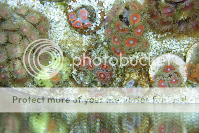 The Bowser Zoa | Reef2Reef