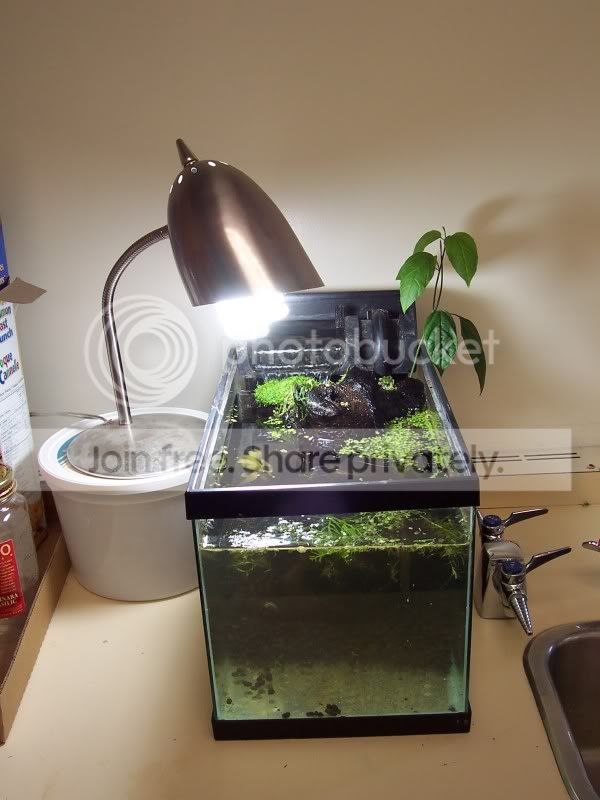Classroom Terrariums | The Planted Tank Forum