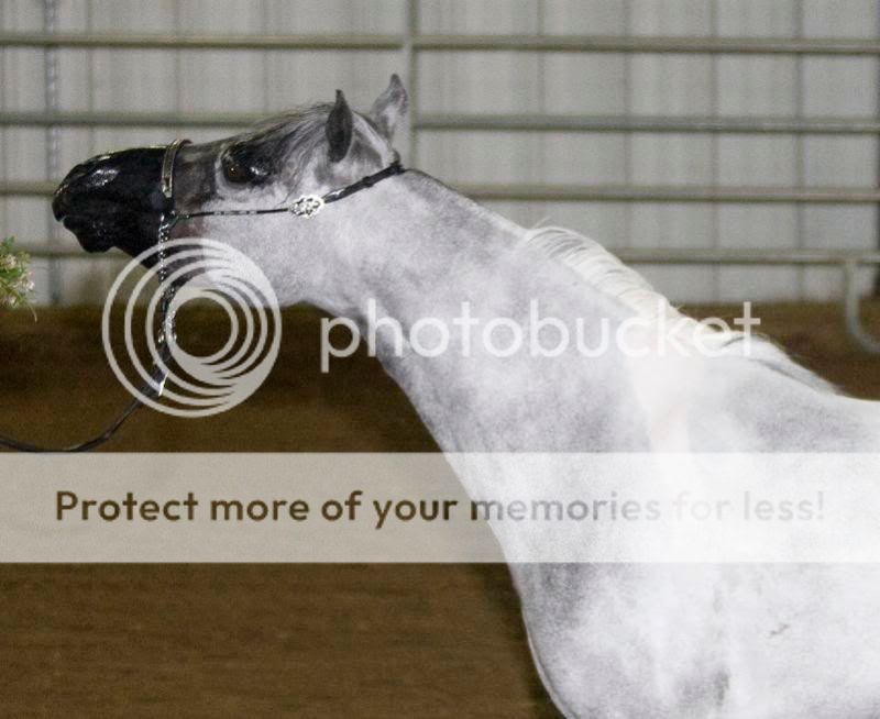 Arabian "Type" Miniatures | Miniature Horse Talk Forums