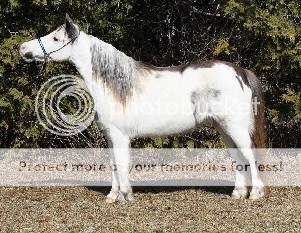 Arabian "Type" Miniatures | Miniature Horse Talk Forums