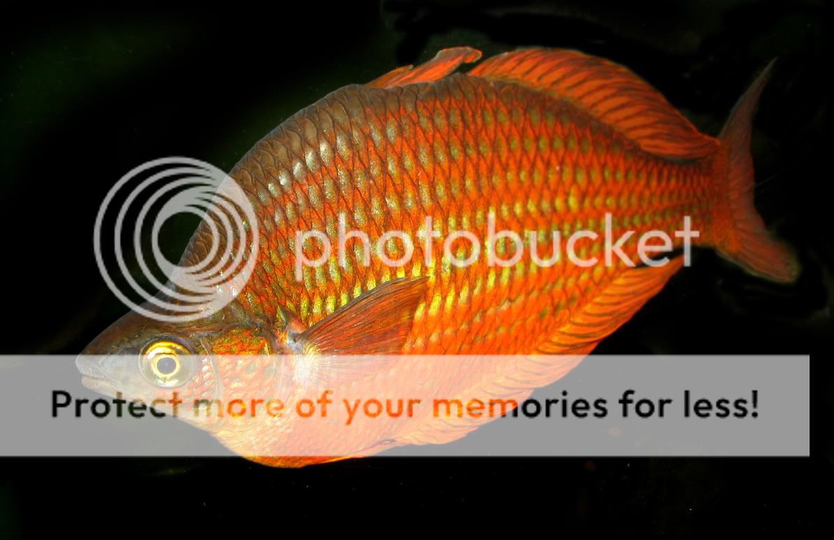 can fish get bruises?? [General Information] - Fishkeeping