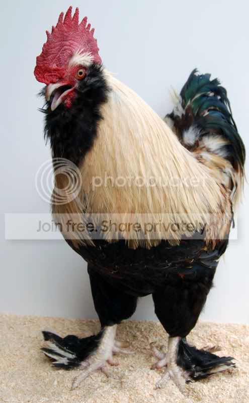 Rooster Contest Winners! | BackYard Chickens - Learn How to Raise Chickens