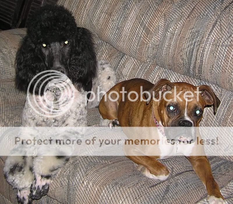 Boxer question | Dog Forum